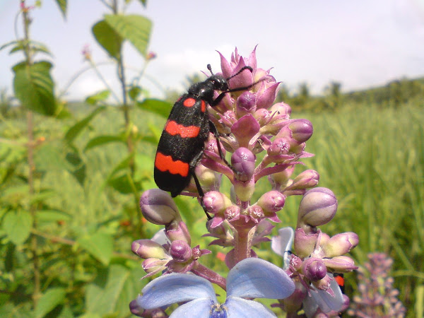Orange Blister Beetle | Project Noah