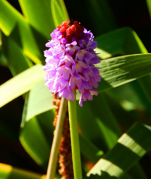 Chiese pagoda primrose | Project Noah