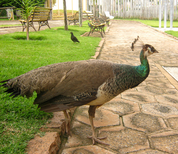 Indian Peafowl (female) | Project Noah