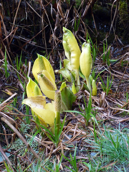 Western skunk cabbage | Project Noah