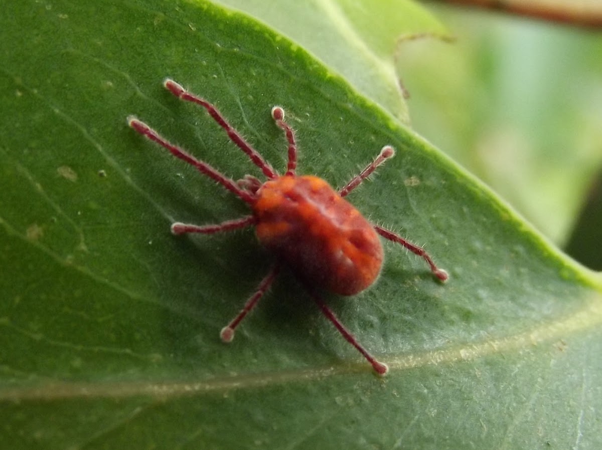 Velvet mite (red mite) | Project Noah