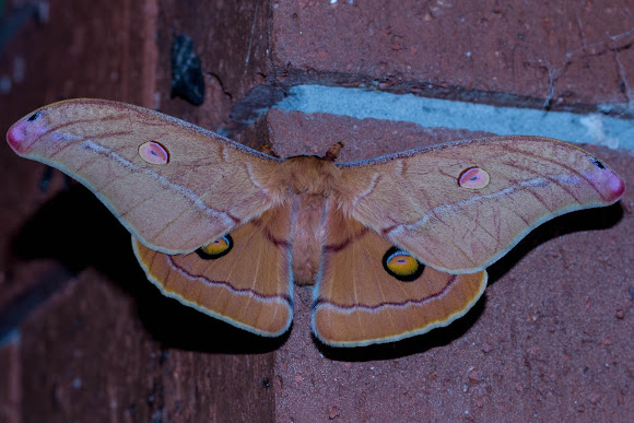 Helena Gum Moth | Project Noah
