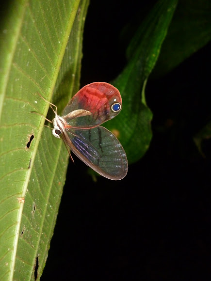 Pink tipped Satyr | Project Noah
