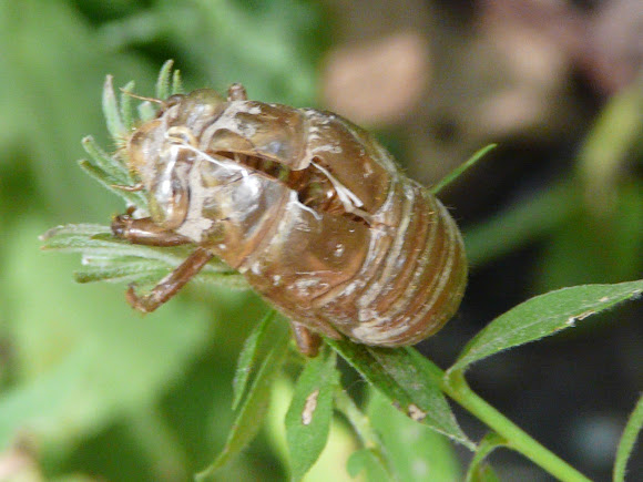 Cicada shed | Project Noah