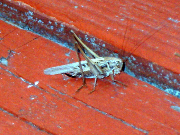 Brown Spotted Bush cricket | Project Noah