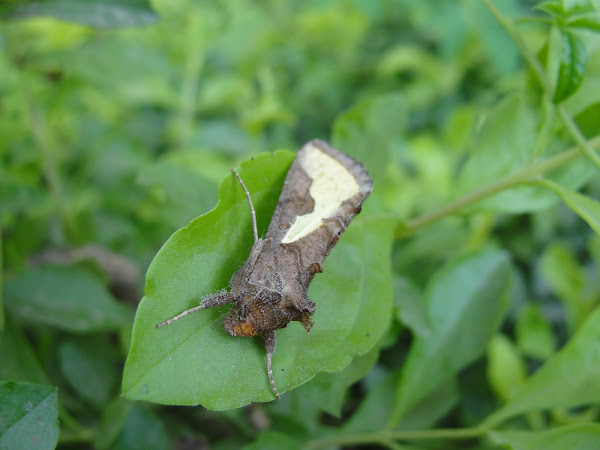 Golden Plusia | Project Noah