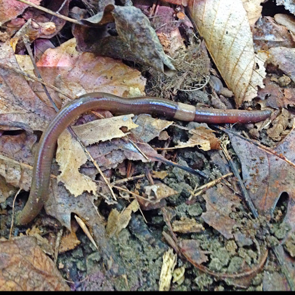 Earthworm | Project Noah