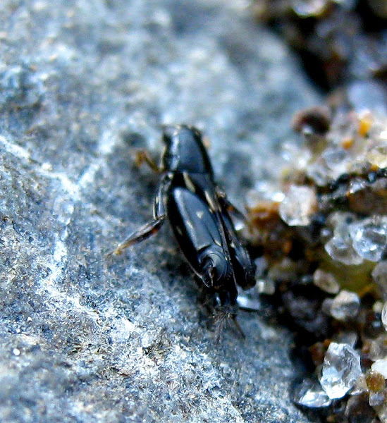 Pygmy Mole Cricket | Project Noah