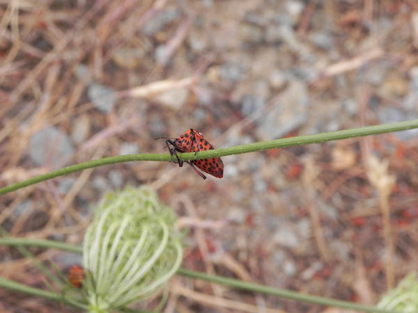 Graphosoma lineatum | Project Noah