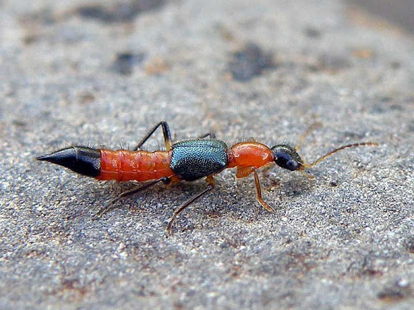 'Nairobi Eye' beetle | Project Noah