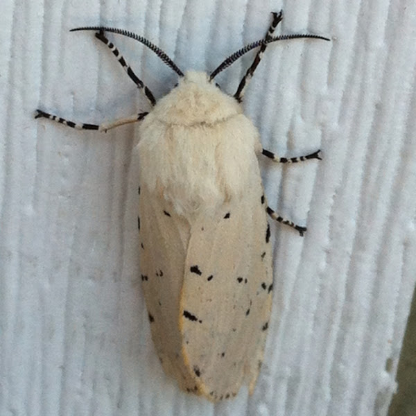 Salt Marsh Moth | Project Noah