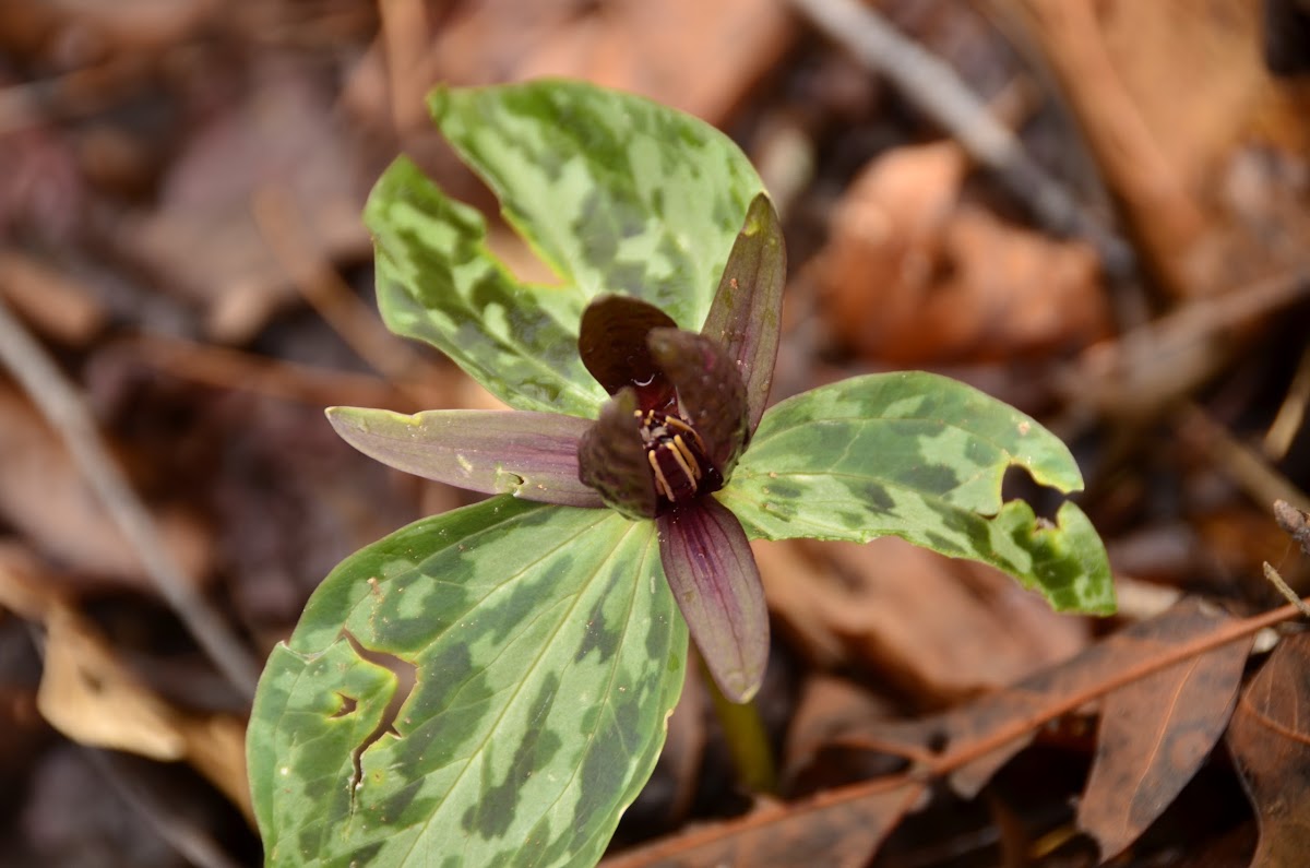Relict Trillium | Project Noah