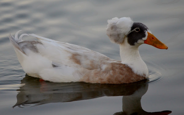 Pied Crested Duck | Project Noah