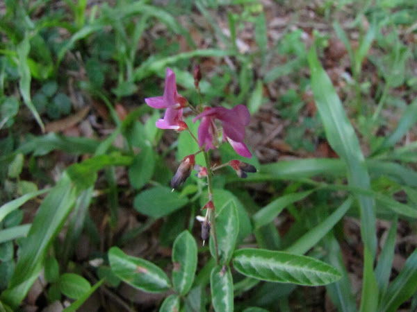 Beggar's lice | Project Noah