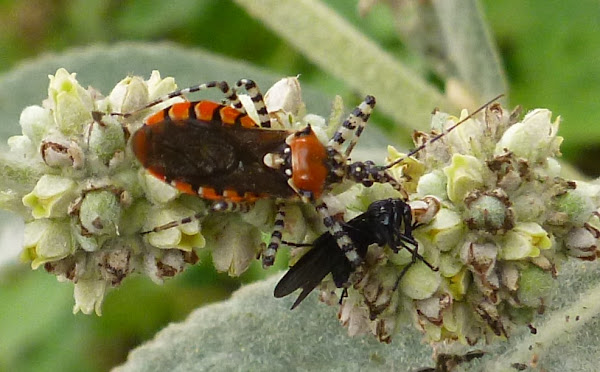 Banded Assassin Bug feeding on a Bibionid Fly | Project Noah