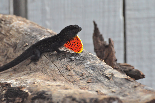 Brown Anole | Project Noah