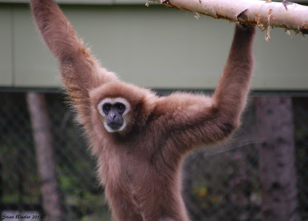 Lar Gibbon | Project Noah