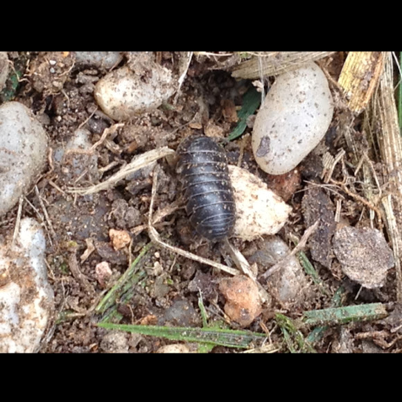 pill bug | Project Noah