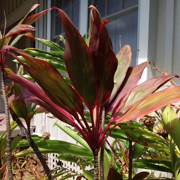 Ti leaf | Project Noah