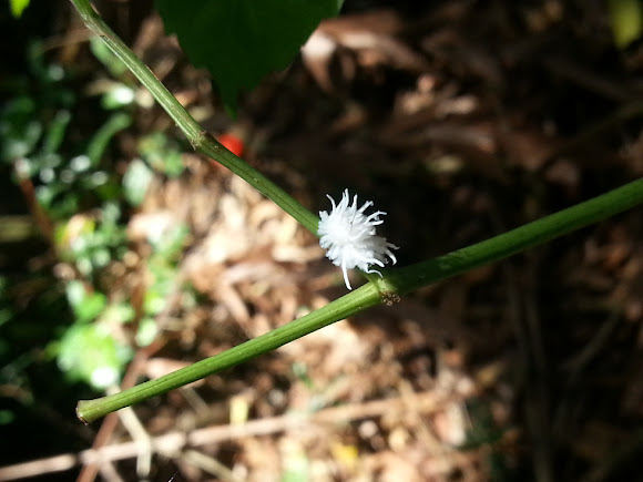Mealybug Destroyer | Project Noah