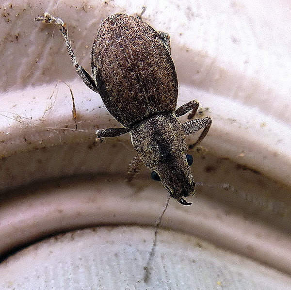 Fuller's Rose Weevil | Project Noah