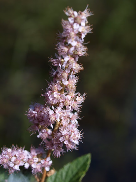 Steeplebush | Project Noah