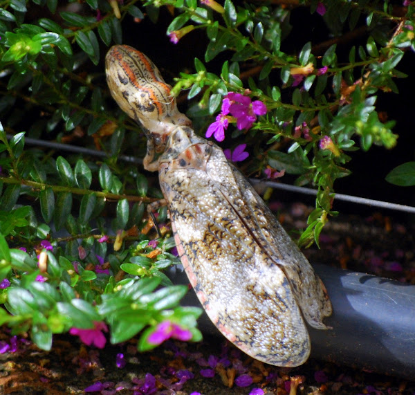 Alligator Bug | Project Noah