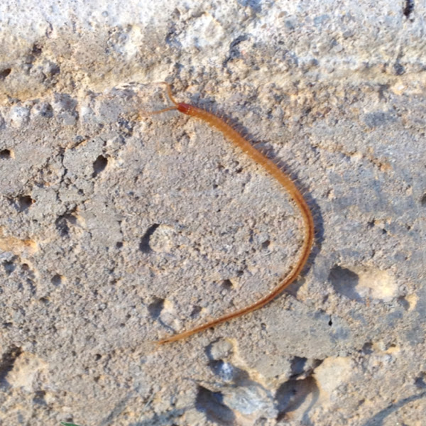 Soil centipede | Project Noah