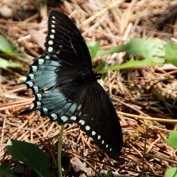 Spicebush Swallowtail | Project Noah