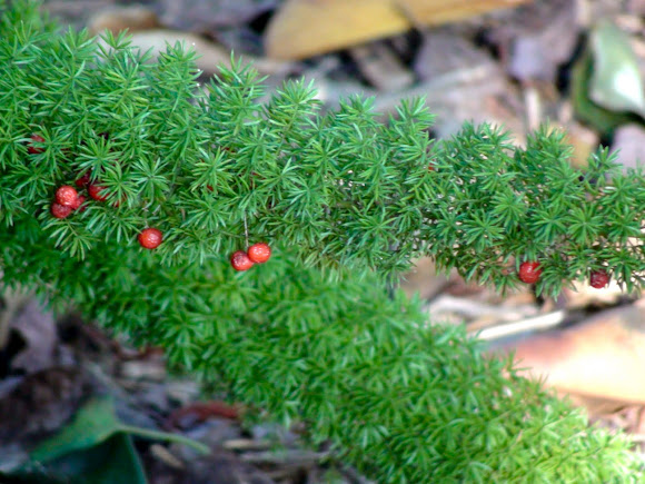 Foxtail Fern | Project Noah