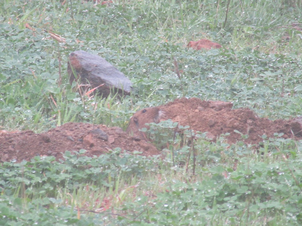 Botta's Pocket Gopher | Project Noah