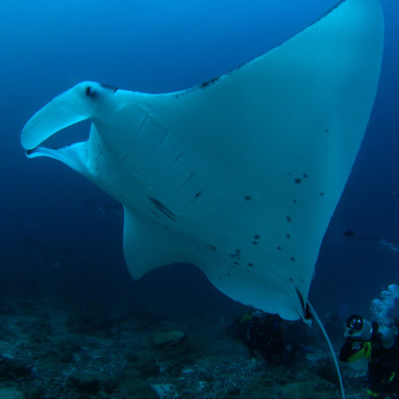 Manta Ray | Project Noah