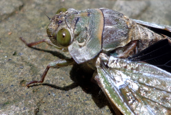 Axe-head cicada | Project Noah