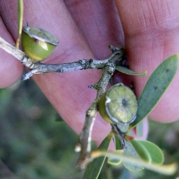 Coastal Tea Tree | Project Noah