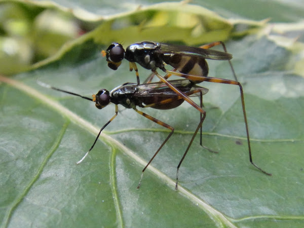 Stilt legged fly | Project Noah