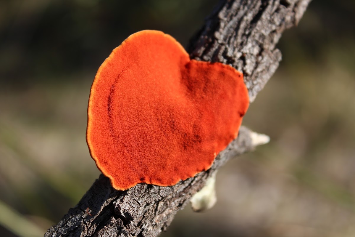 Pycnoporus cinnabarinus | Project Noah