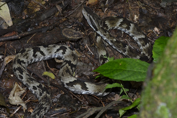 jaracuçu | Project Noah