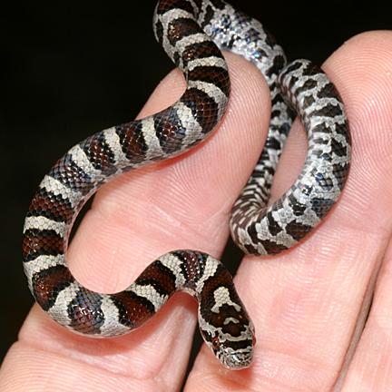 Eastern Milk Snake | Project Noah