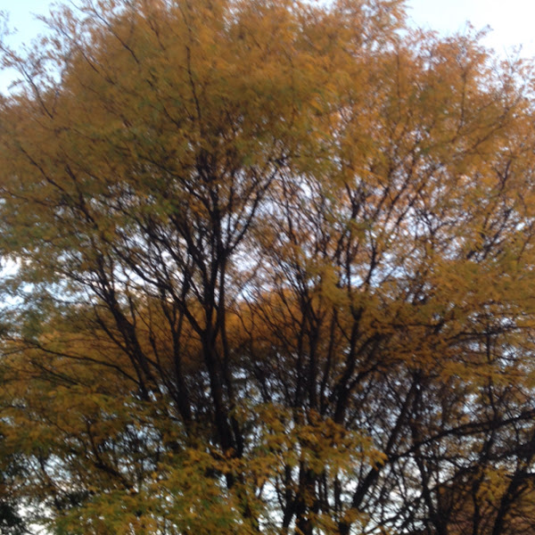 Honey Locust | Project Noah