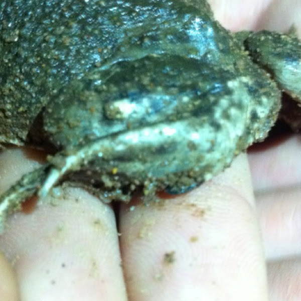 Spade foot toad | Project Noah