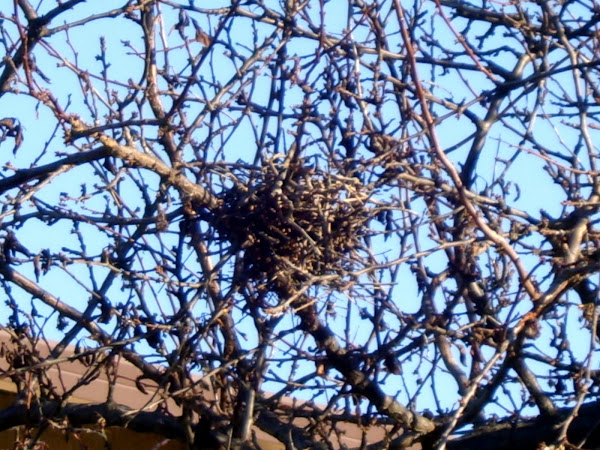 Nest Of A House Wren | Project Noah