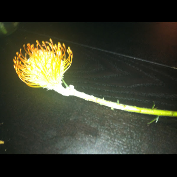 Nodding pincushion | Project Noah