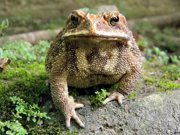 Asian common toad | Project Noah