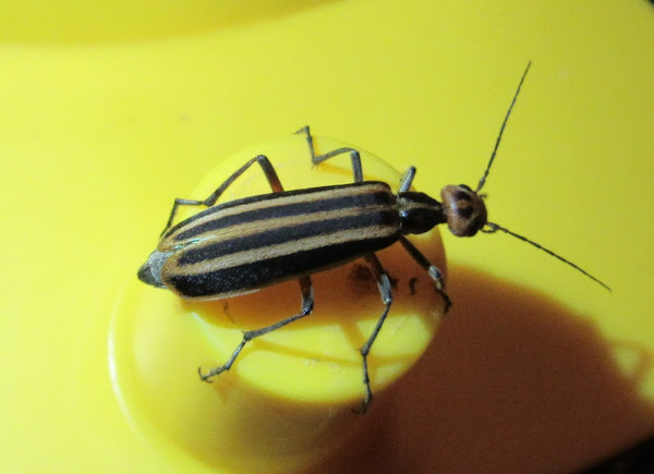 Striped Blister Beetle | Project Noah