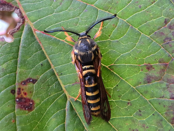Raspberry Crown Borer | Project Noah