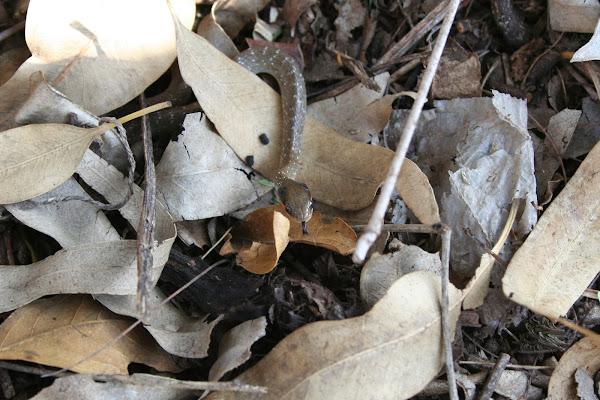 Herald or Red-lipped snake | Project Noah