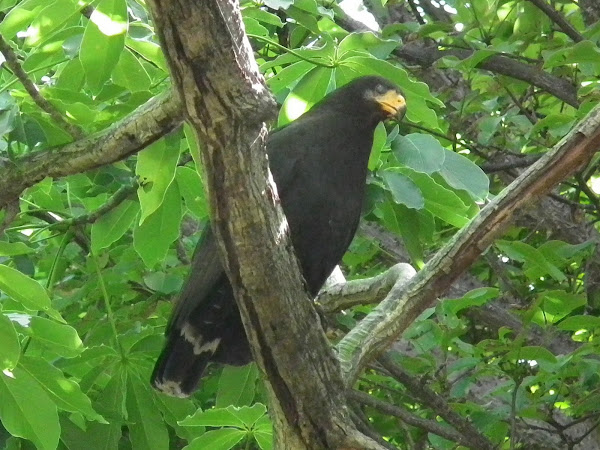 Great Black Hawk | Project Noah