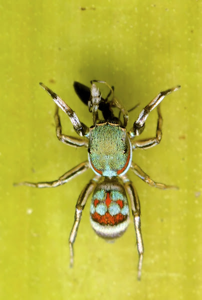 Metallic green Jumping Spider | Project Noah