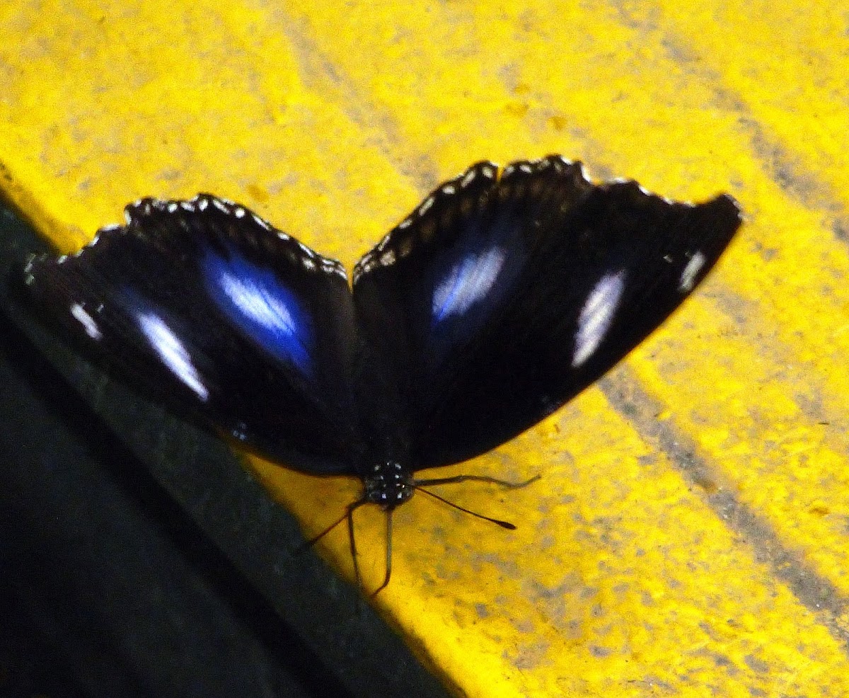 Great Egg Fly | Project Noah