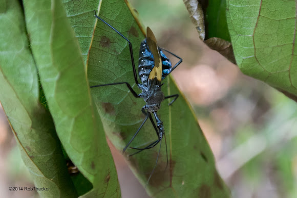 Assassin Bug | Project Noah